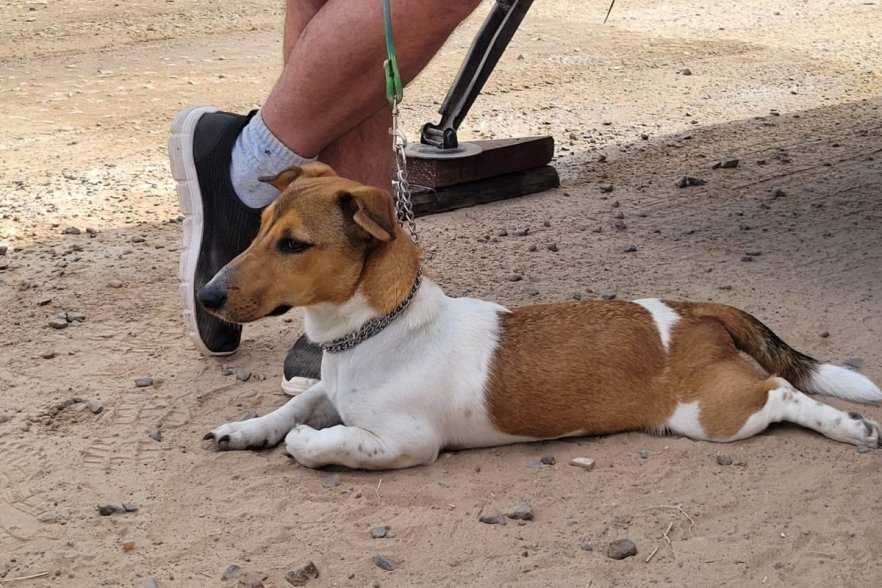 Castraciones gratuitas previstas para la segunda semana de mayo ...